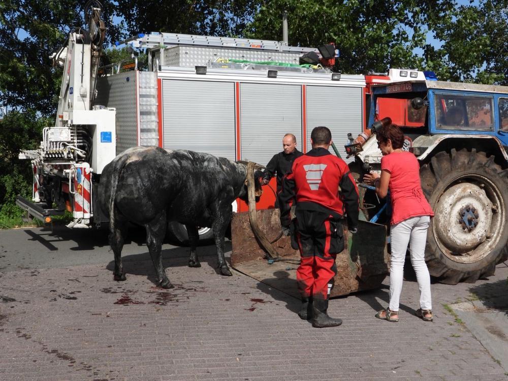 Brandweer redt koe van 800 kilo uit gracht in Brugge - KW.be