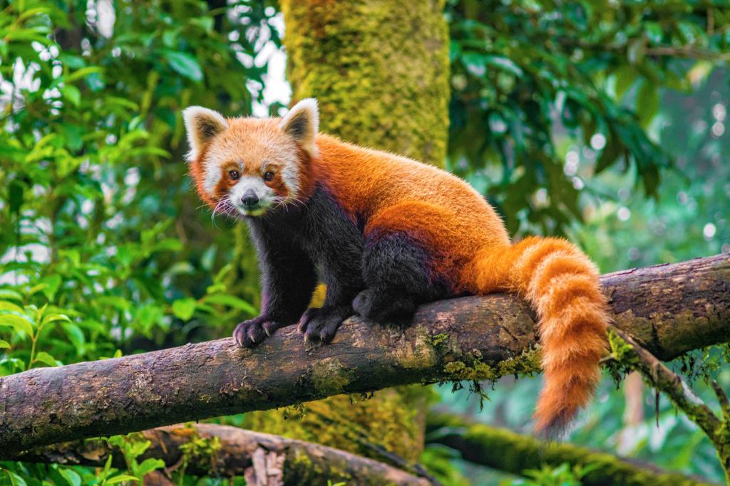 Le panda, envers et contre tout