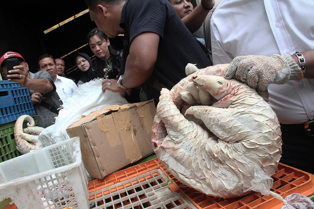 Pangolin : traque sans fin