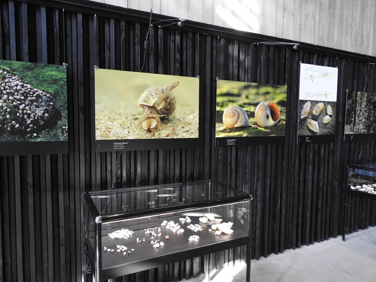 Tentoonstelling 'Schelpen uit de Noordzee' in het Zwin Natuur Park - KW.be