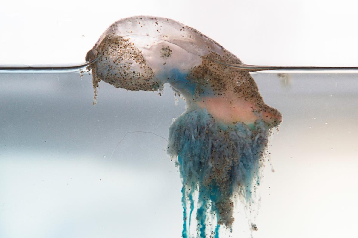 Portugees oorlogsschip - geen scheepswrak, maar zeldzame kwal - ontdekt ...