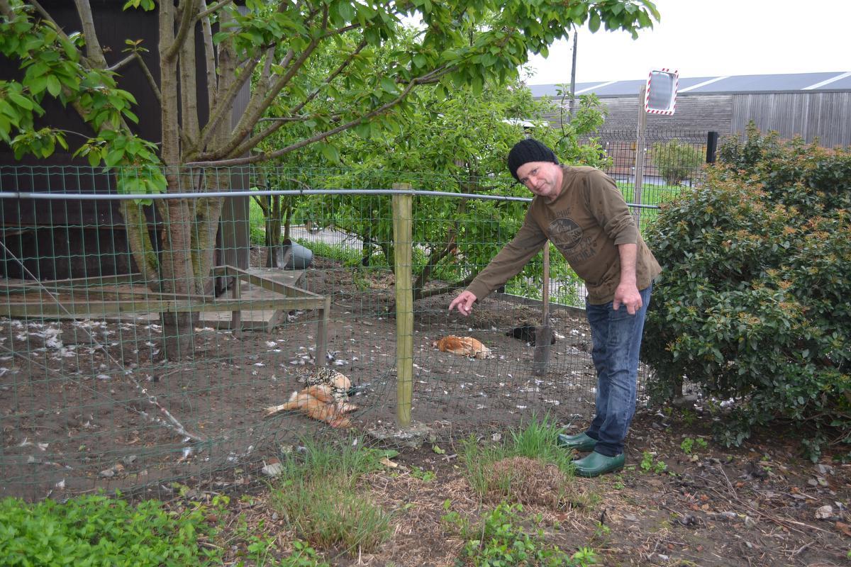 Vos bijt alle kippen dood bij Dirk en Marijke - KW.be