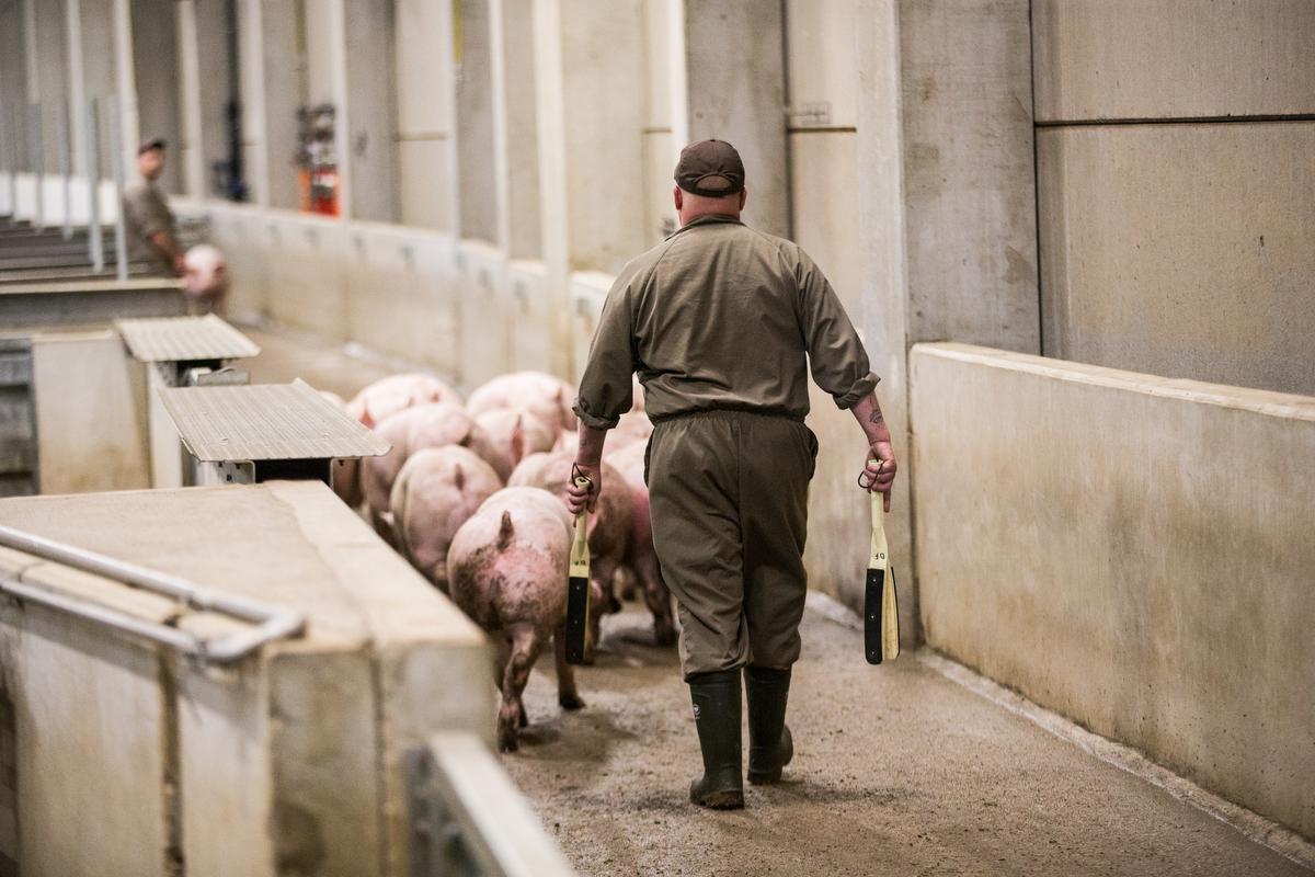Animal Rights dient nieuwe klacht in tegen varkensslachthuis Tielt - KW.be