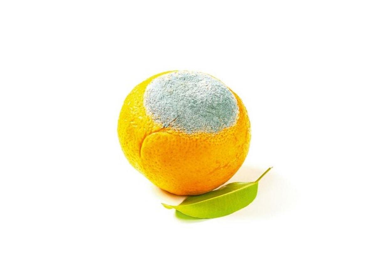 Aliments moisis, on jette