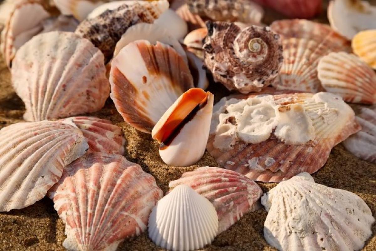 Steeds meer exotische schelpen op onze stranden - KW.be