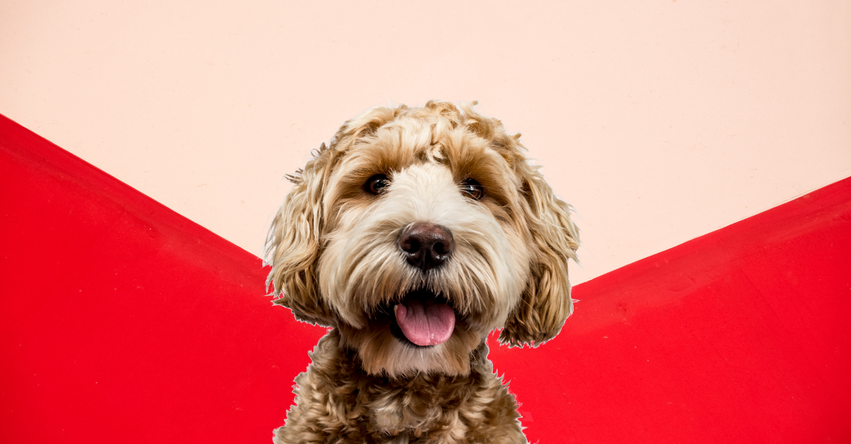 15 Id es De Noms De Chien Et Chat En U La Lettre De 2023 15 Id es De Noms De Chien Et Chat En U La Lettre De 2023