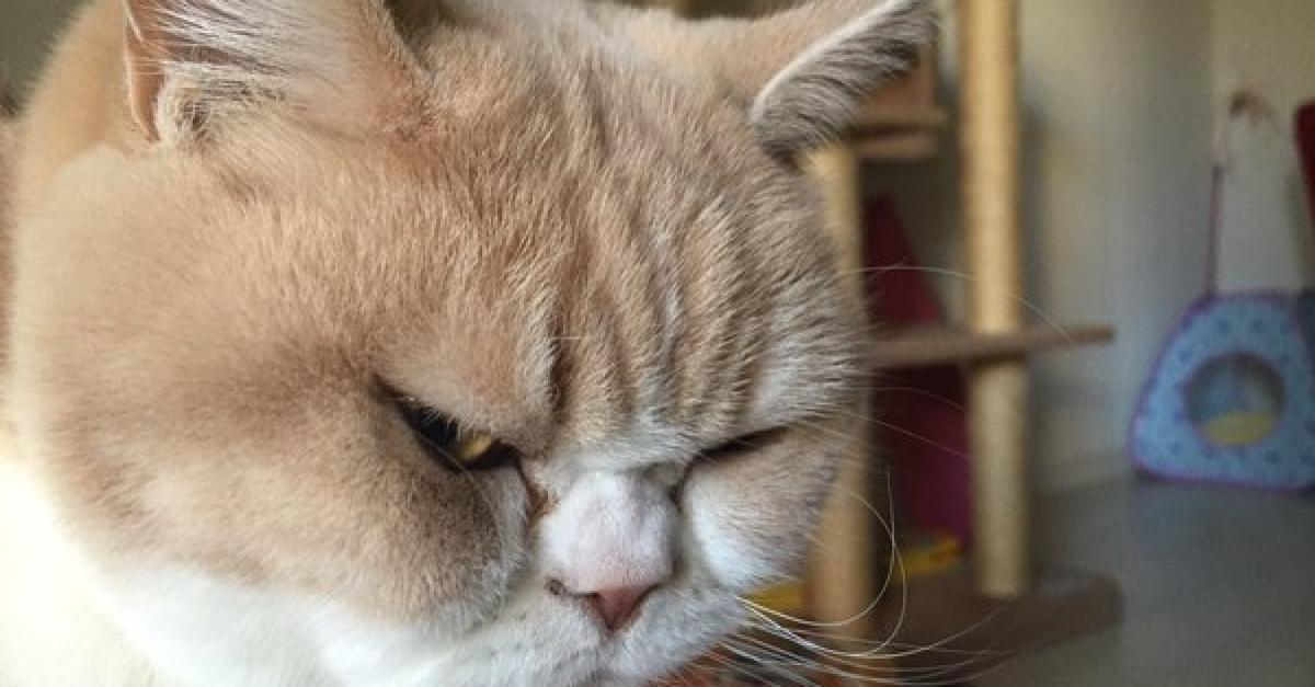 Koyuki, le chat grognon qui fait le buzz sur Instagram