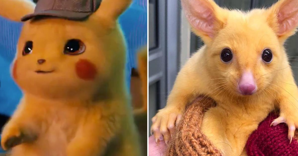 Reallife Pikachu gevonden in Australië