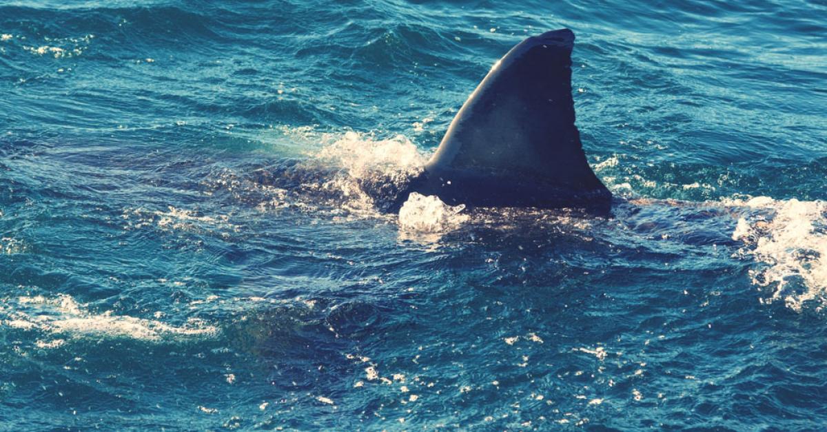 9 haaienfilms die je tijdens Shark Week gezien moet hebben