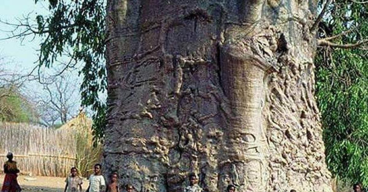 Factcheck: nee, dit is geen 6000-jarige boom in Senegal