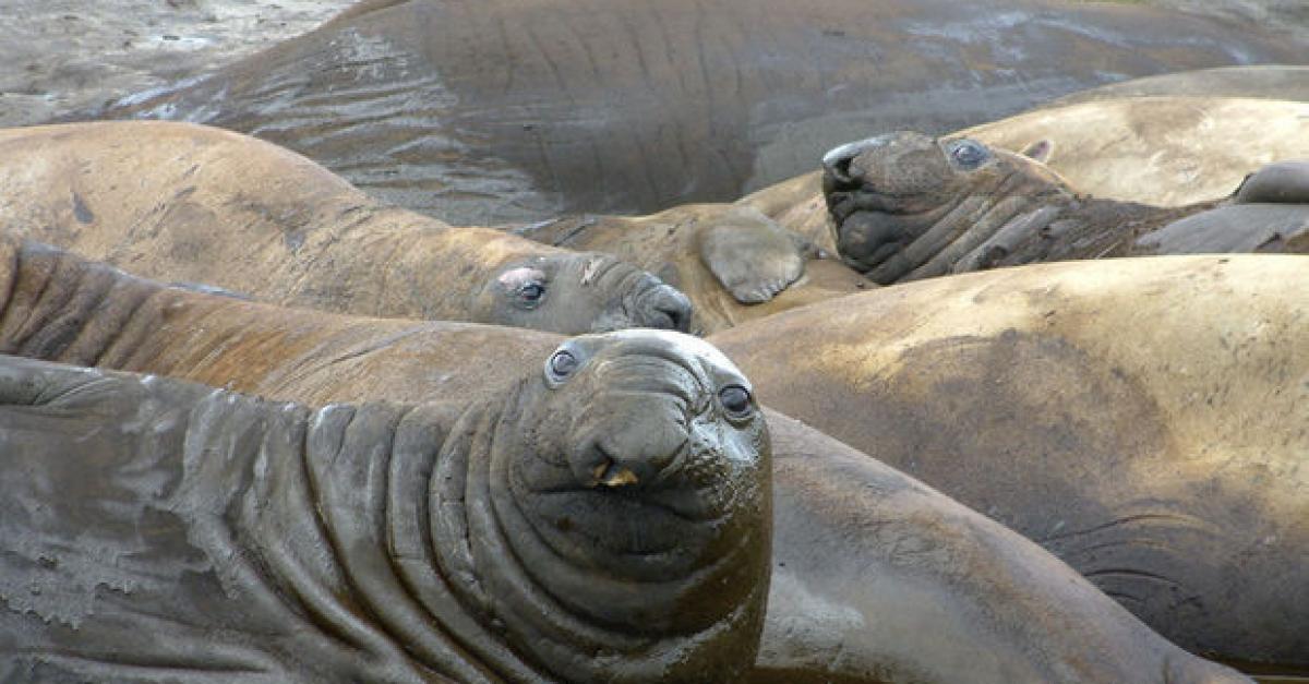 Het is kiezen tussen zware wapens en grote teelballen