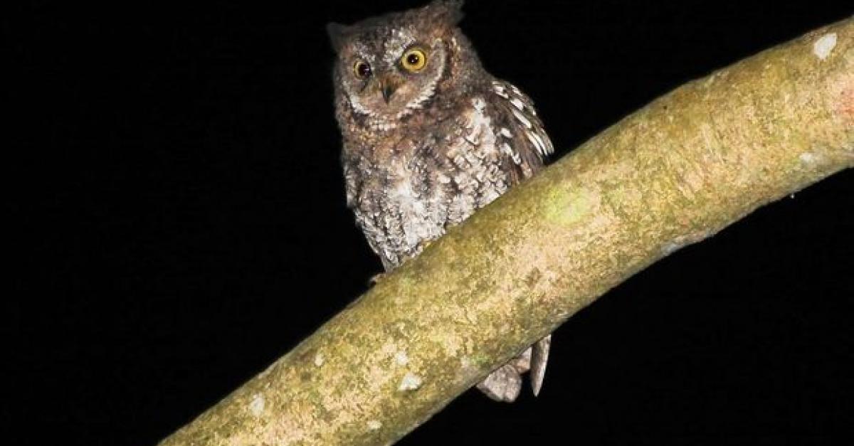 Belgische ornitholoog ontdekt uilensoort op eiland Principe