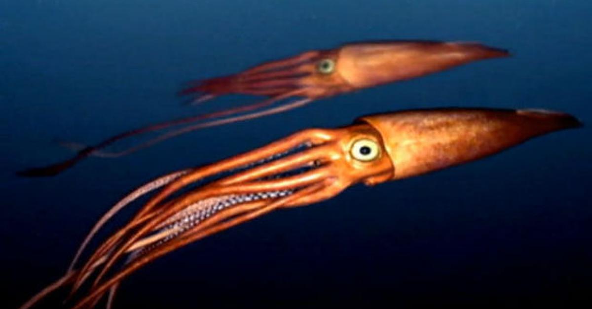 Un calamar géant filmé dans le Pacifique