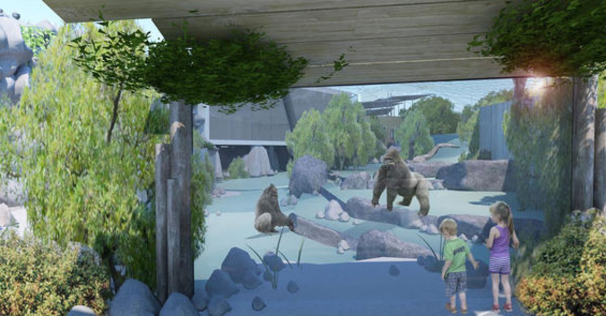 Un morceau de forêt équatoriale pour les grands singes du zoo d'Anvers