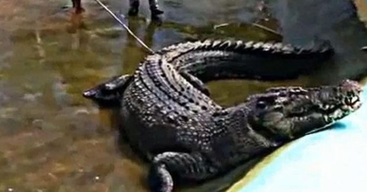 Grootste zeekrokodil in gevangenschap gestorven op Filipijnen