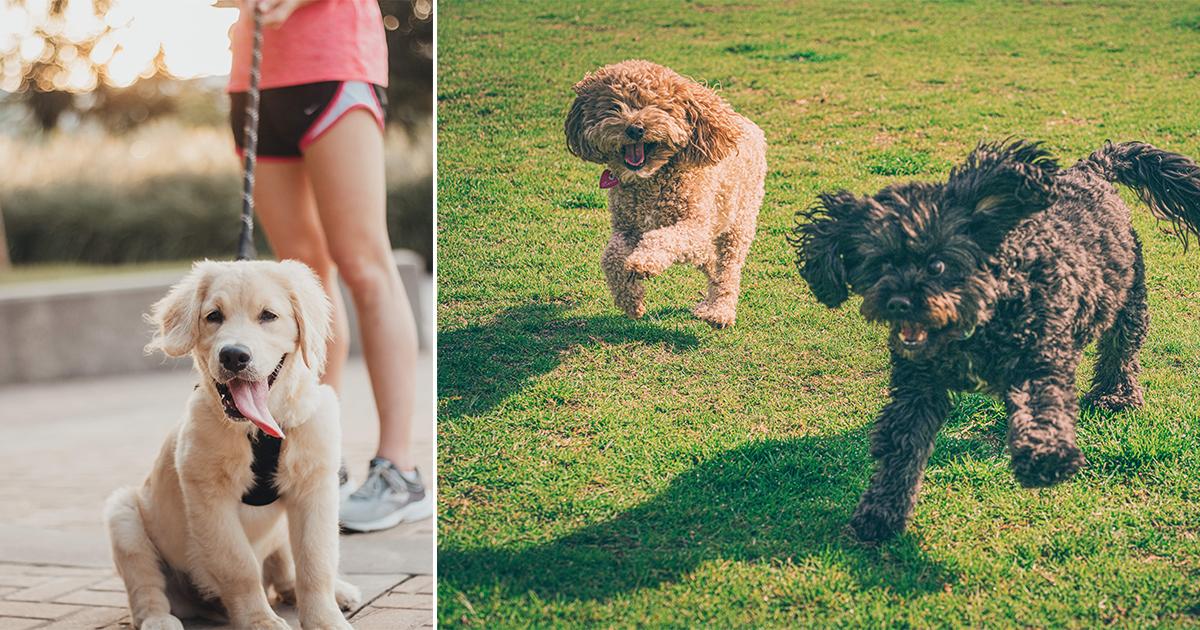 Antwerp Dog Trail: samen met je hond lopen in het park van Brasschaat