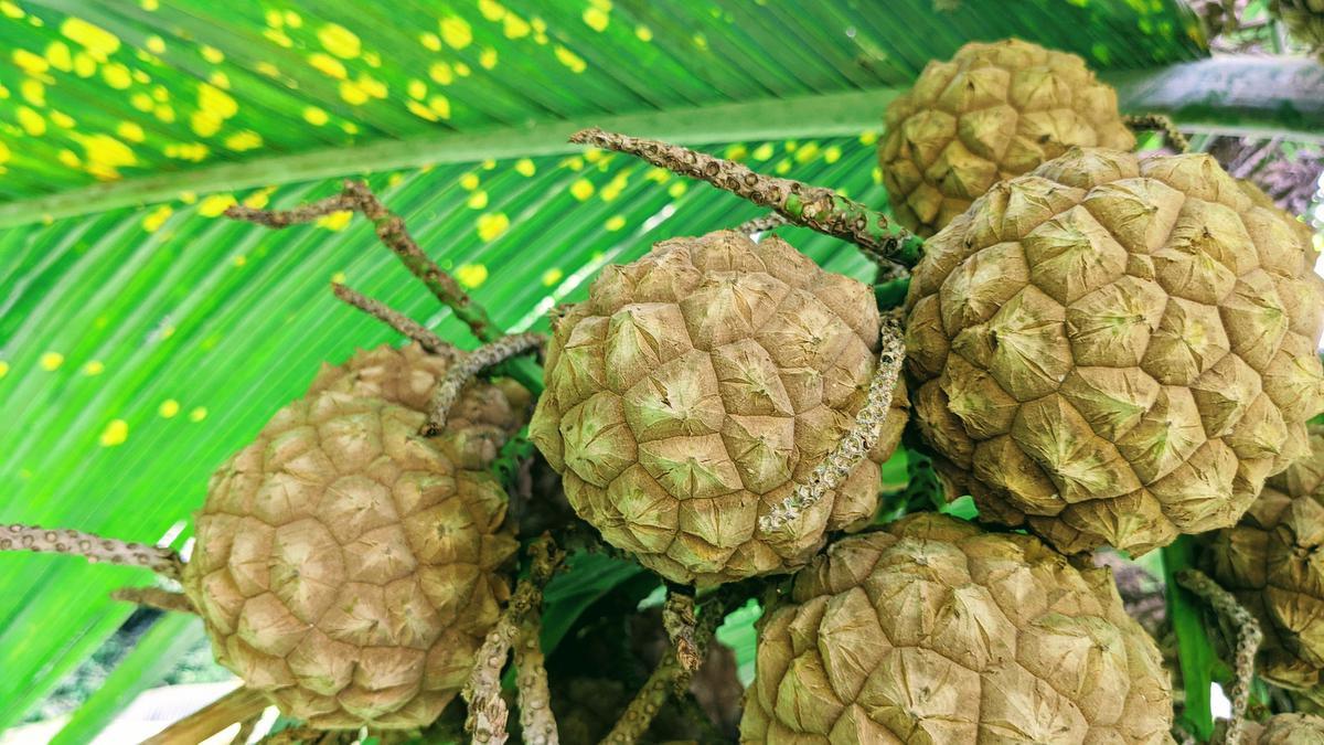 SIPEF plus prometteur que Socfinasia - Trends-Tendances