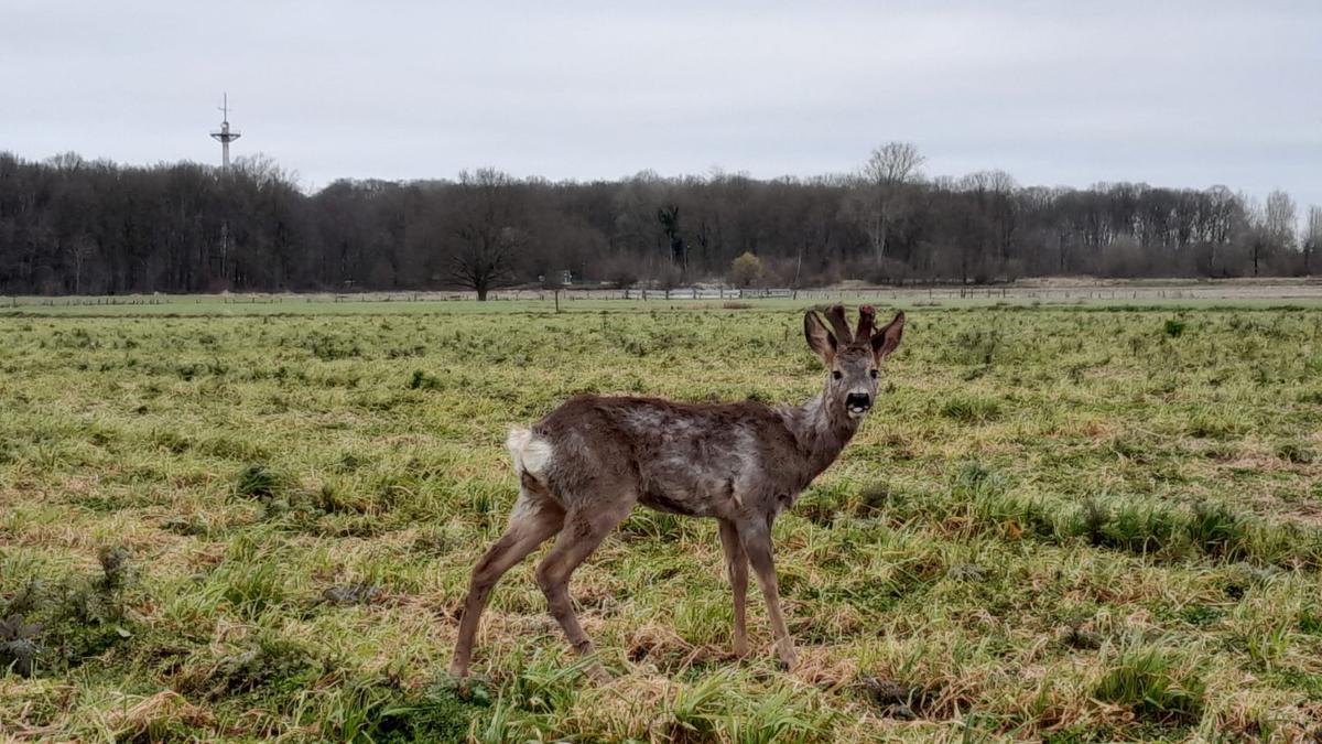 Dode ree gevonden langs straat in Houthulst: dier wellicht door ...