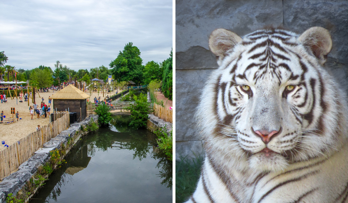 Les profs sont invités gratuitement à Pairi Daiza ce mercredi 21 septembre