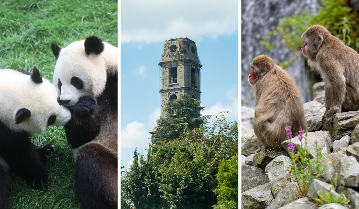 BON PLAN: l'entrée à Pairi Daiza est à seulement 20€ ce week-end