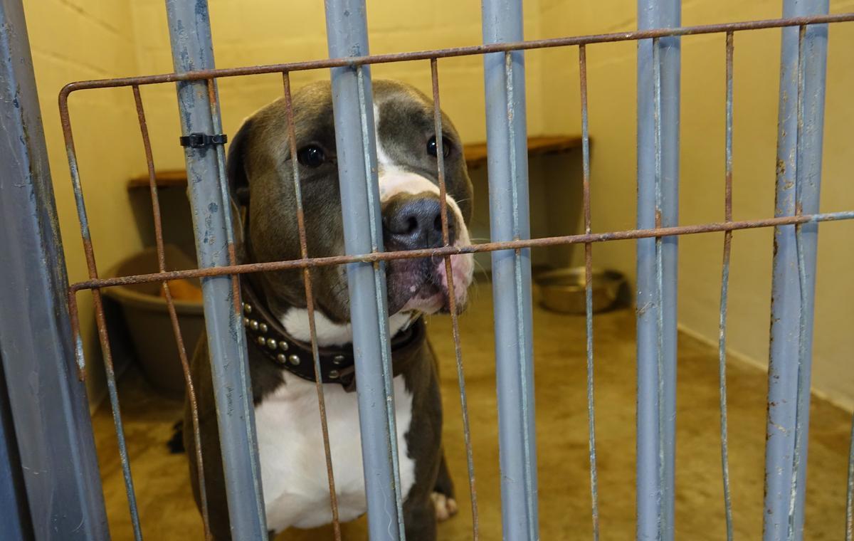 Zwevegems dierenasiel beleeft helse week: Zwevegems dierenasiel beleeft helse week: