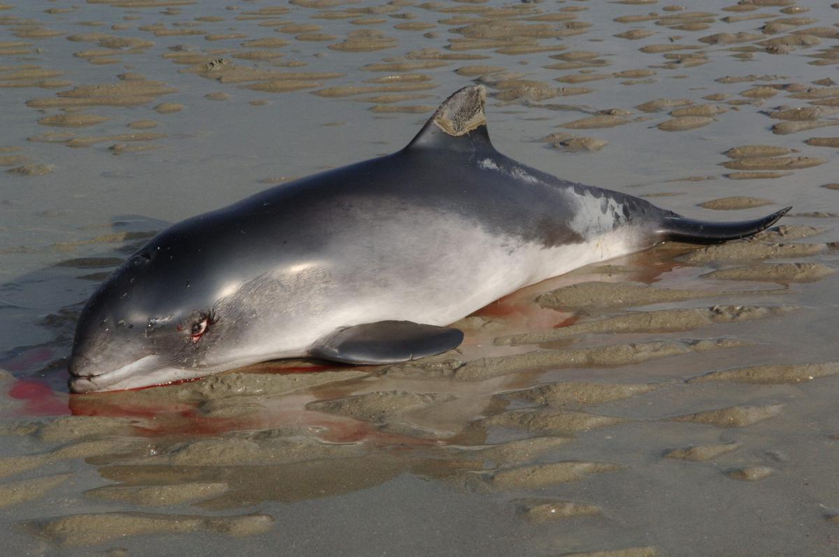 Sea Life Blankenberge vangt voortaan ook bruinvissen op, zeehond Rosa ...