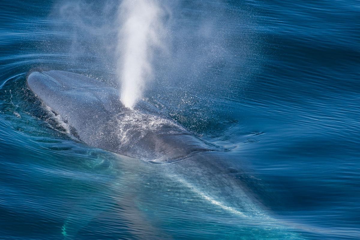 Kampioen in CO2-opslag: de walvis