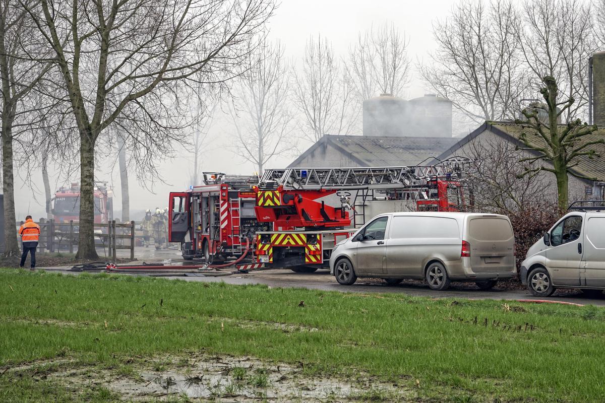 Honderden varkens laten het leven bij stalbrand in Geluwe - KW.be