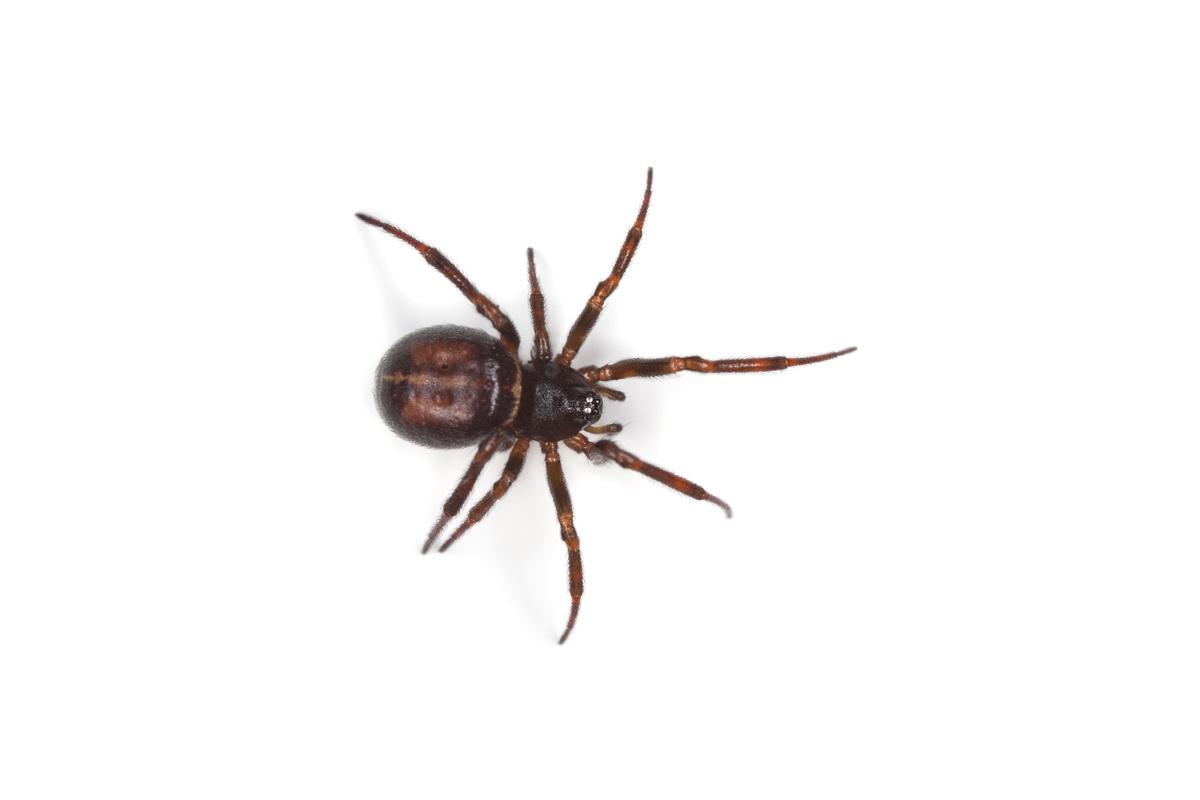 Beestenboel: onze koffieboonspin is verwant aan de beruchte zwarte weduwe