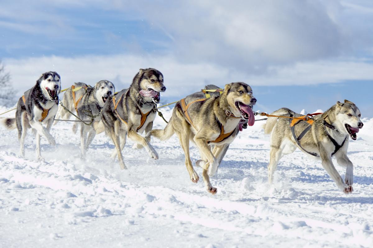 In de prehistorie bestonden er al vijf hondenrassen