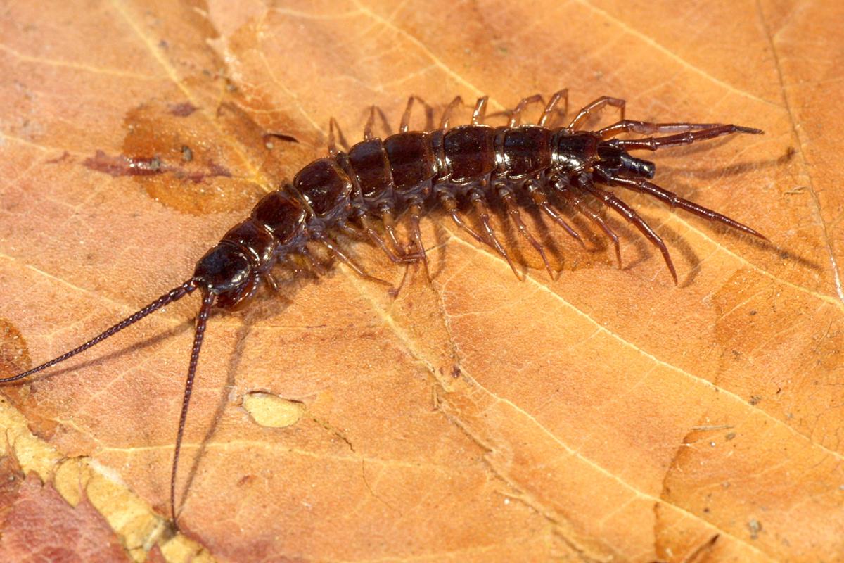 Beestenboel: de duizendpoot en het belang van (al) zijn poten