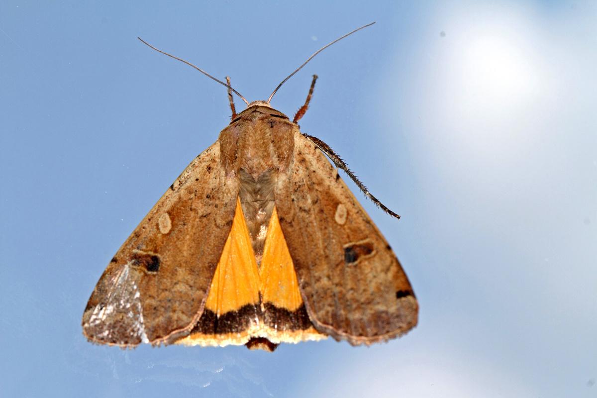 Beestenboel: de nachtvlinder krijgt klappen door zijn lichtverslaving