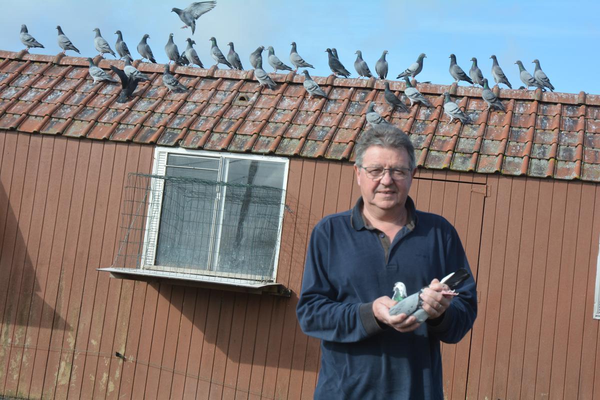 Patrick Duyck optimistisch over toekomst duivensport: “Terugval leden ...