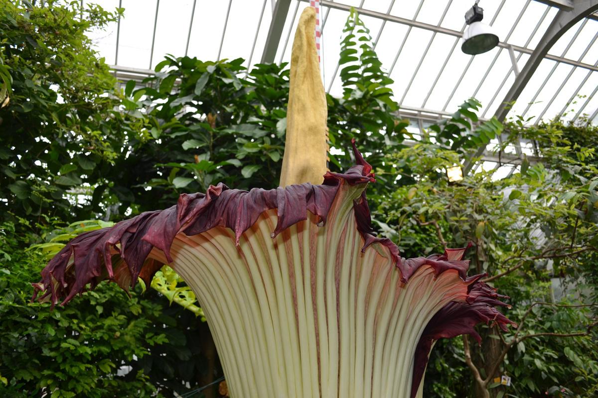 De reuzenaronskelk staat in bloei in Plantentuin van Meise