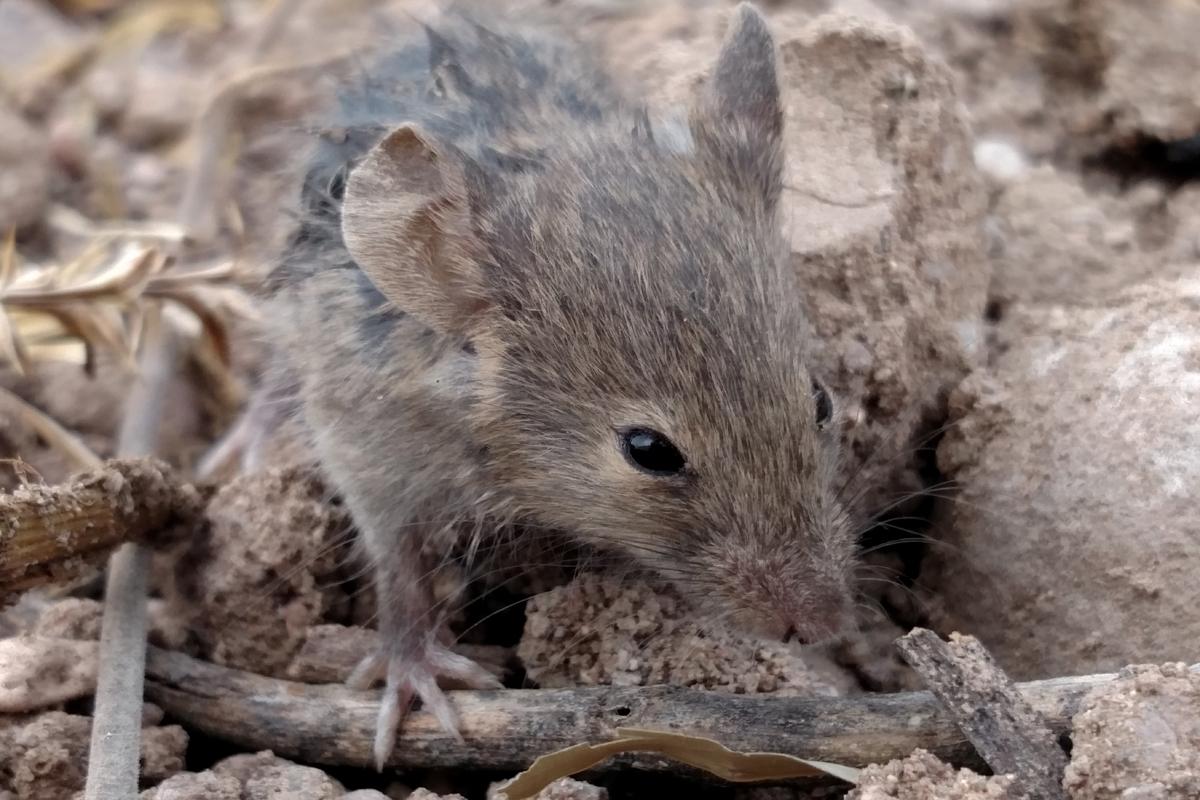 "Dans cent ans, la terre sera peuplée de rats, de souris et de lapins"