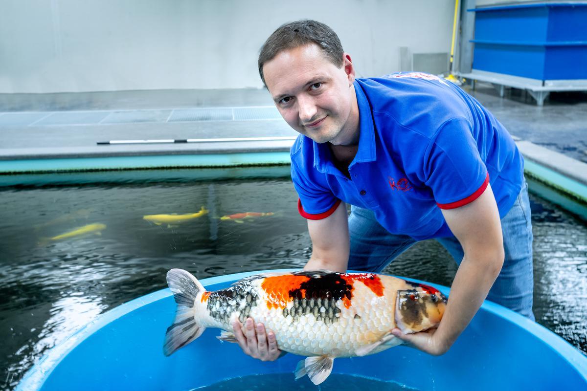 The Koi Company wil vanuit hartje West-Vlaanderen uitgroeien tot dé ...