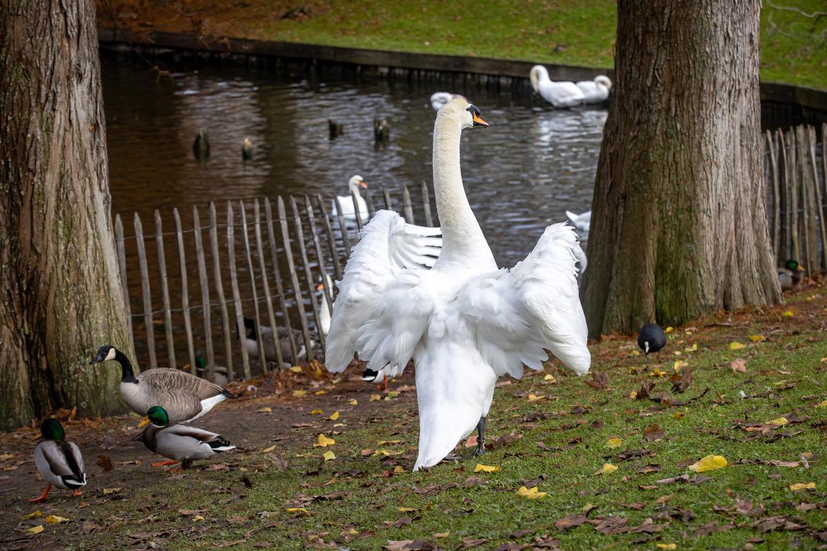 Al acht zwanen dood op Brugse reitjes - KW.be