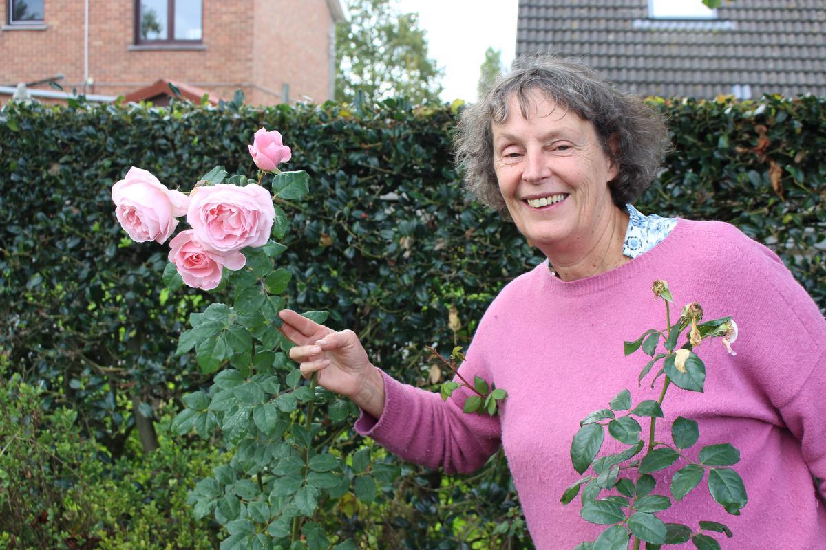 Oudenburgse rozenkwekerij Lens Roses opnieuw in de prijzen met Caroline ...