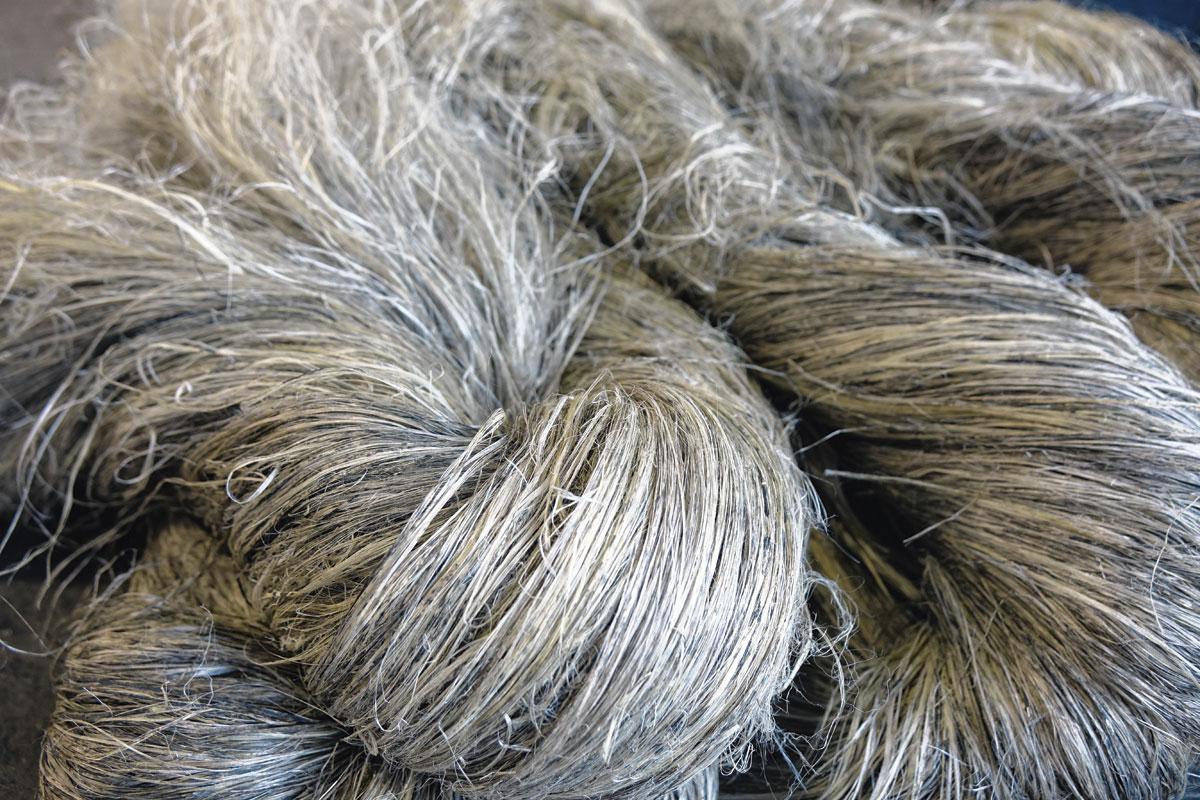 Innovation: du tissu en chanvre wallon