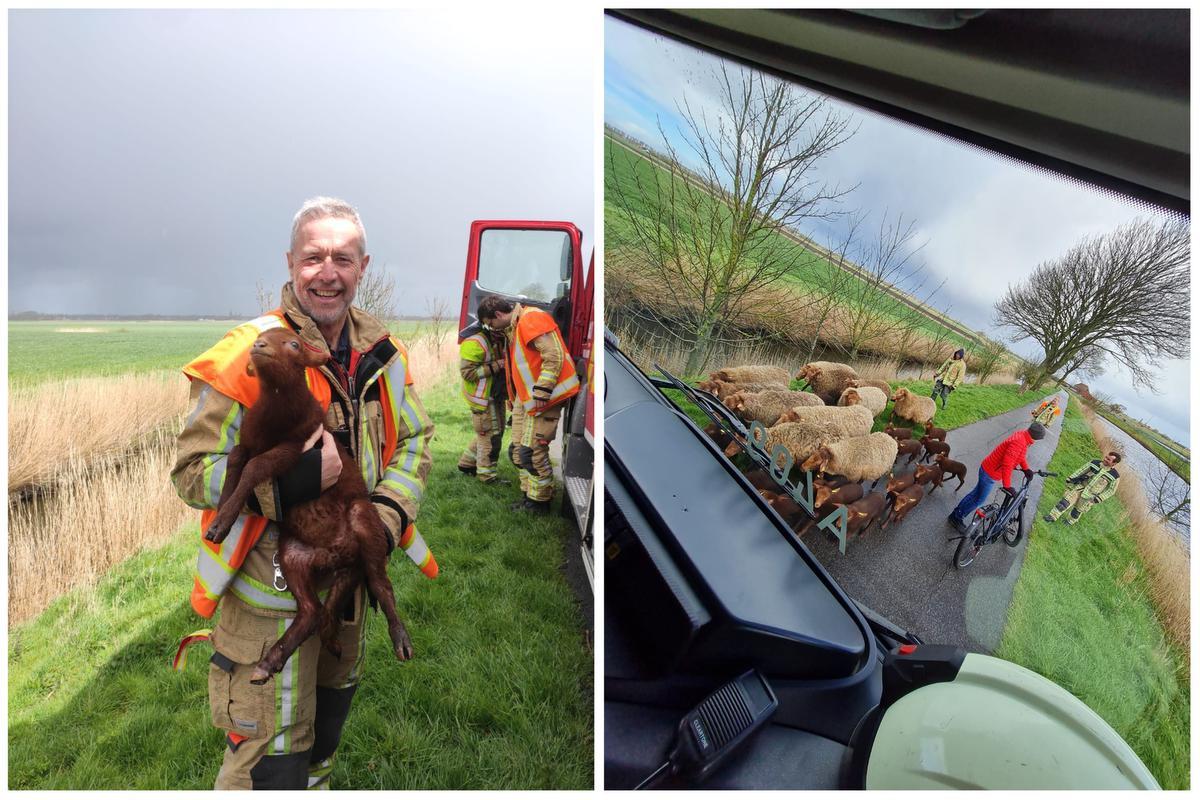 Brandweer kan lammetje redden uit kanaal in Wulpen - KW.be