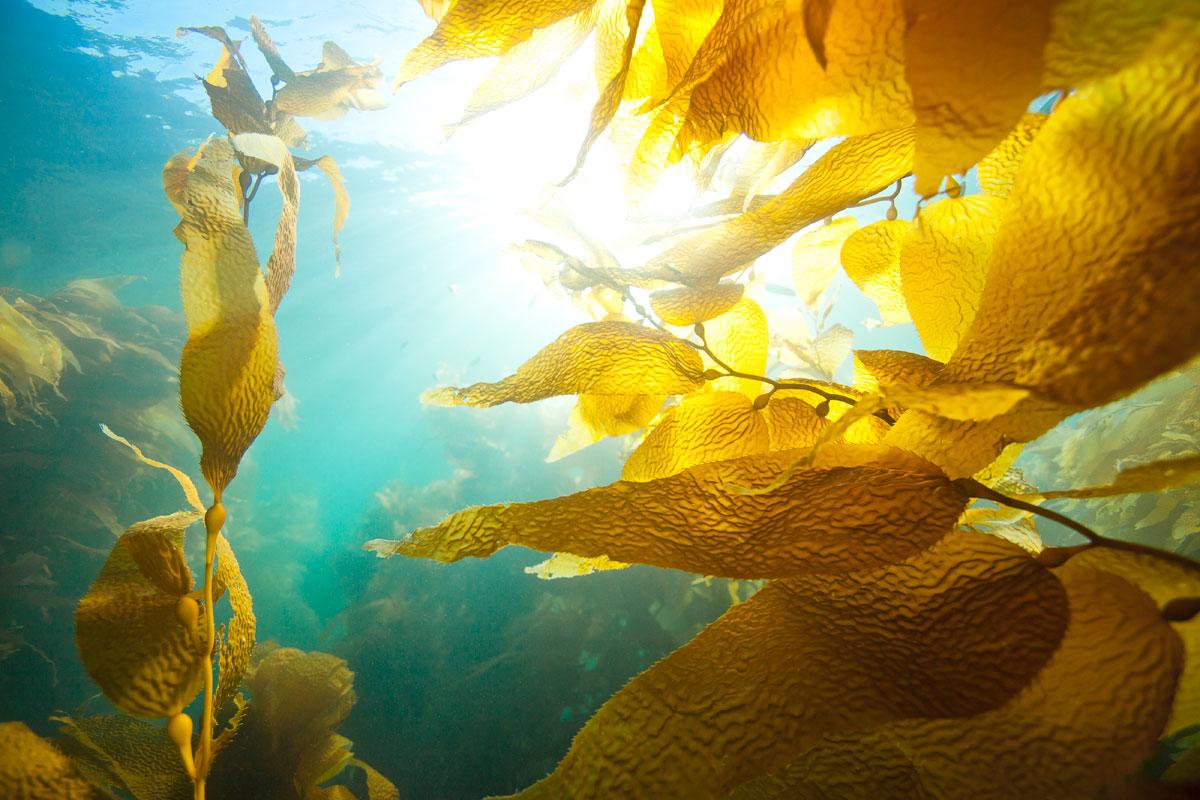Algen overleven in warmer water, en dat is goed voor onze zuurstof