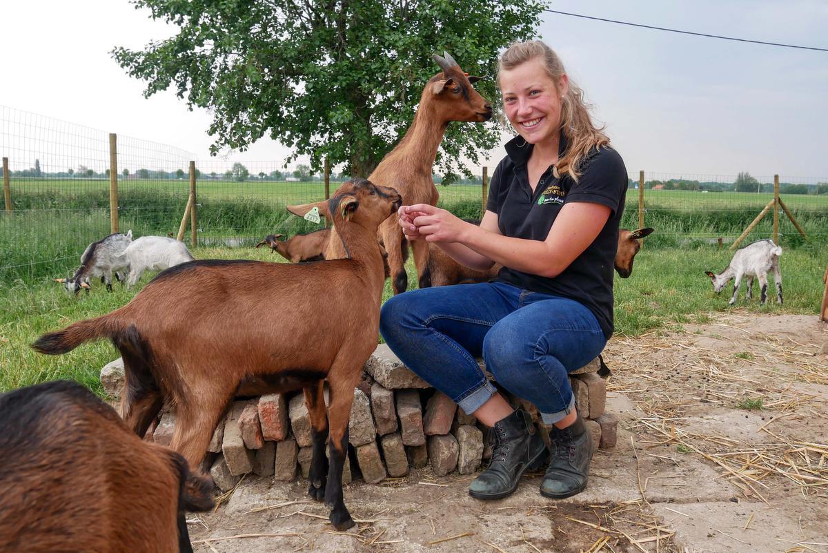 Cassandre wil Komense yoghurt en geitenkaas lanceren - KW.be