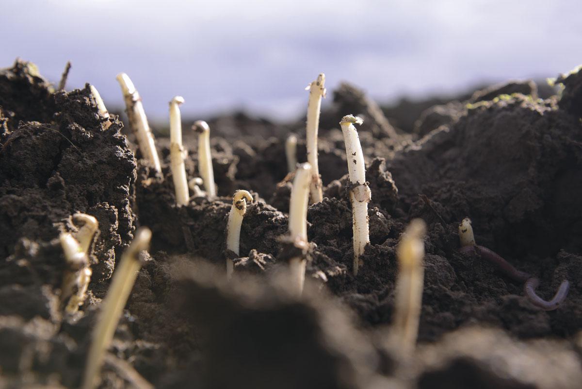 La recette de jets de houblon au carpaccio de cabillaud, oeuf poché et ...
