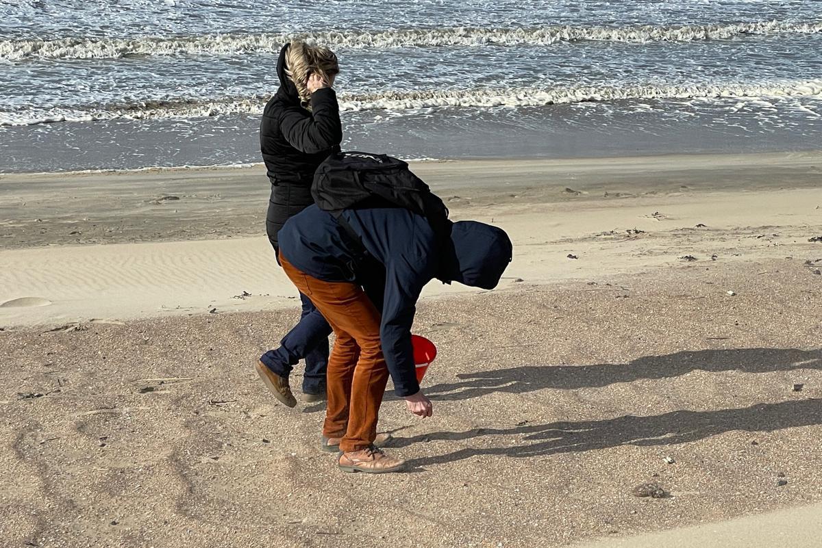 Deelnemers trotseren felle wind om schelpen te tellen op het strand - KW.be