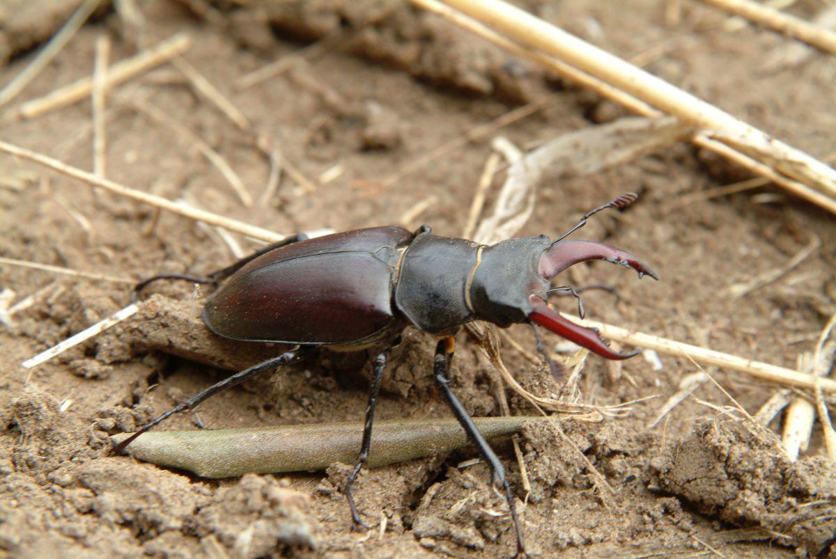 De grootste kever in België, het vliegend hert, heeft het steeds moeilijker