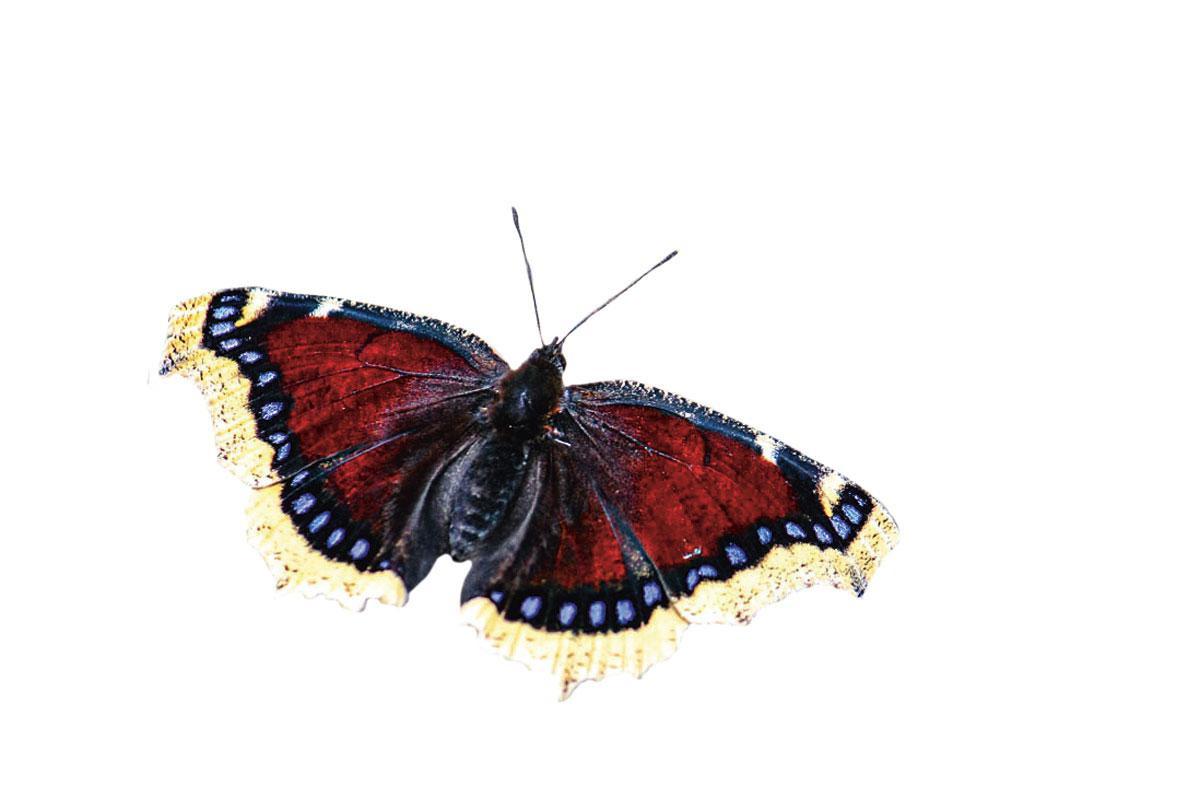 Beestenboel: de rouwmantel, een van de grootste vlinders die bij ons te ...