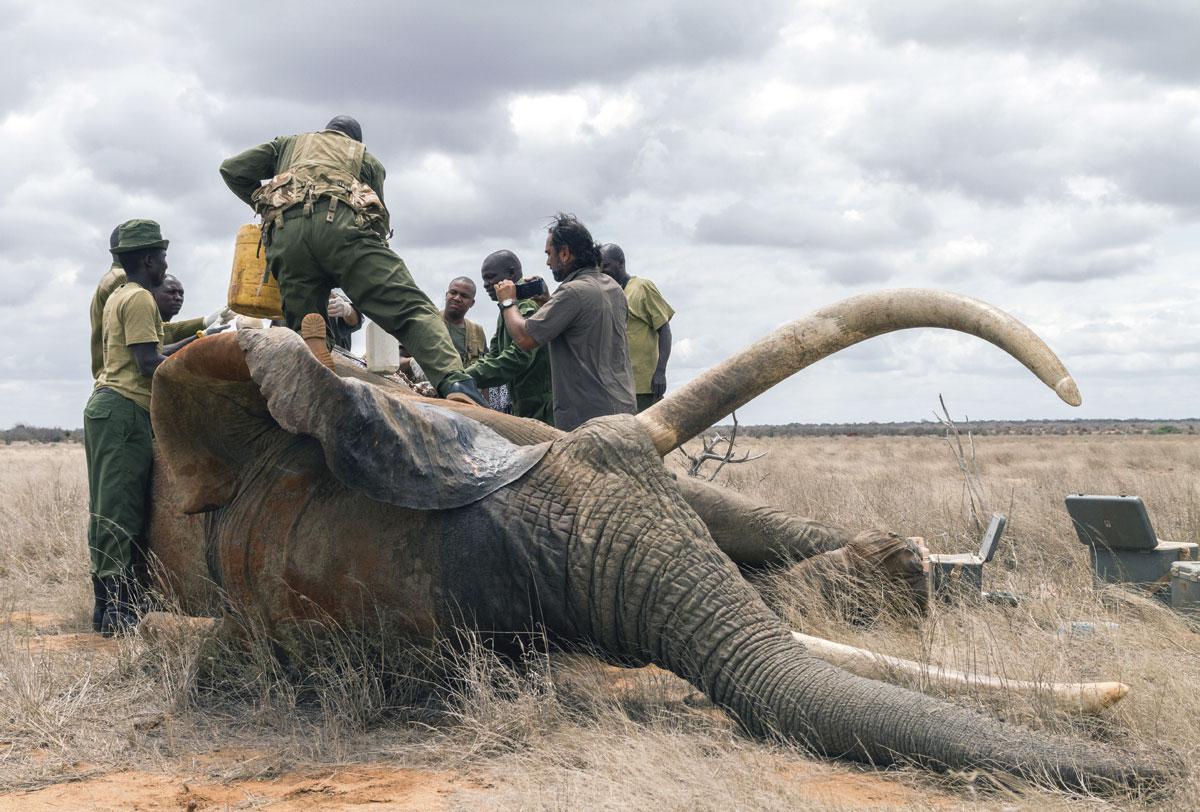 Eradiquer le braconnage d'animaux sauvages
