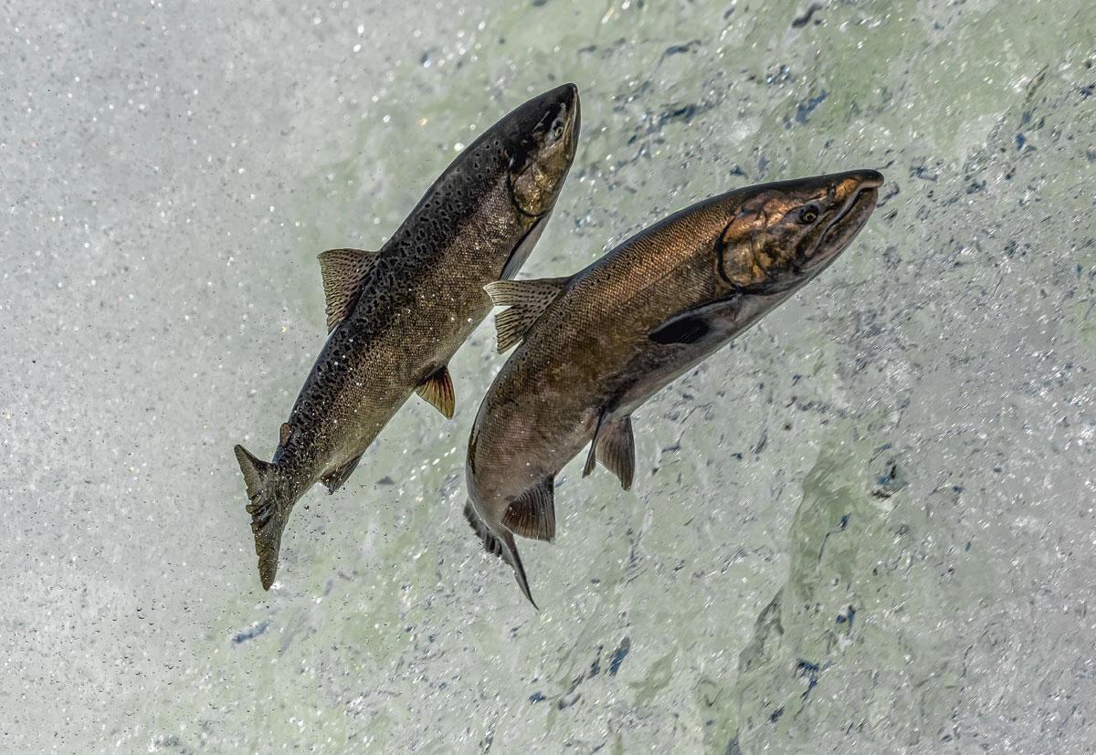 Il faut sauver le saumon royal