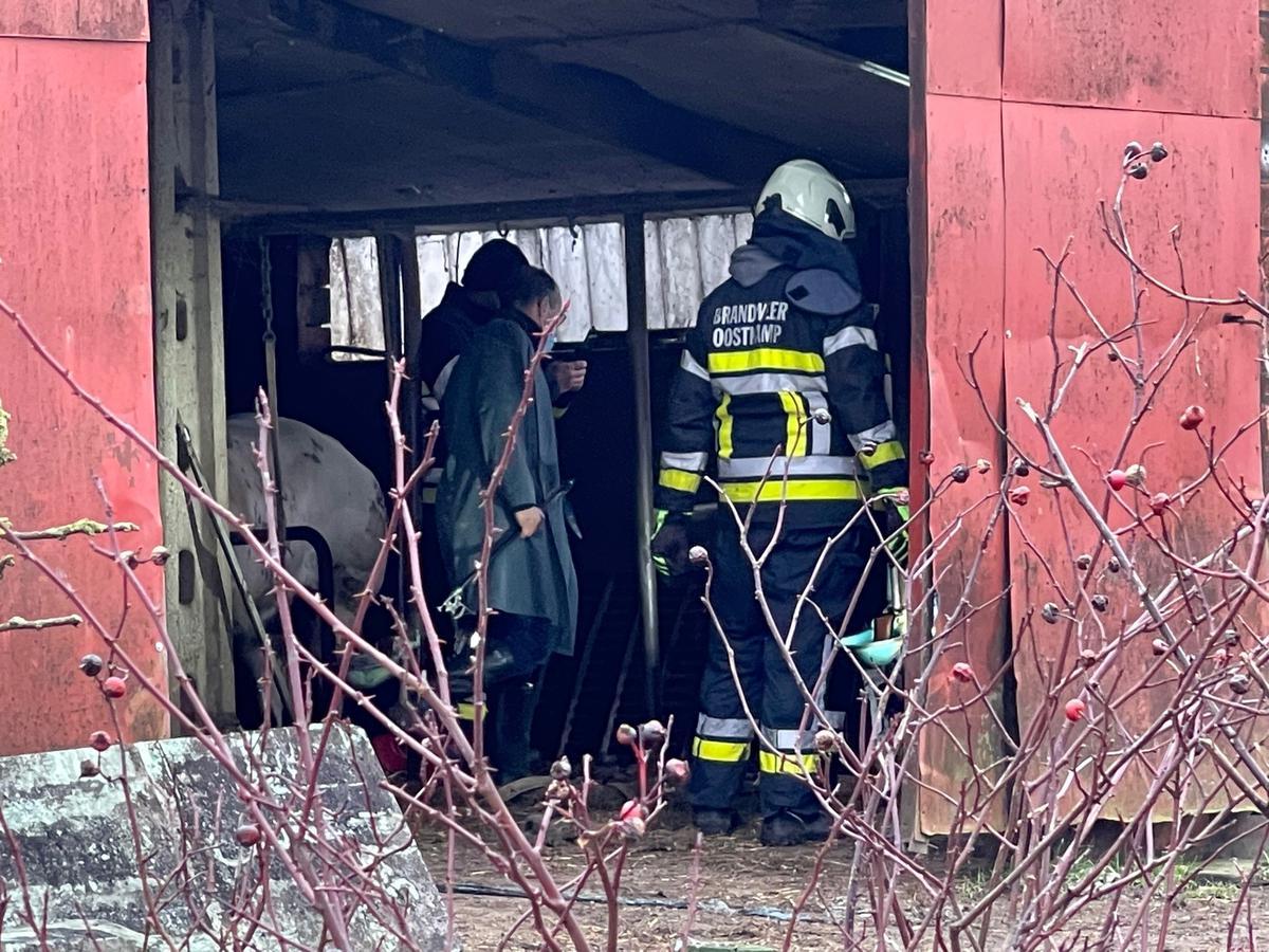 Koe gered uit aalput - KW.be