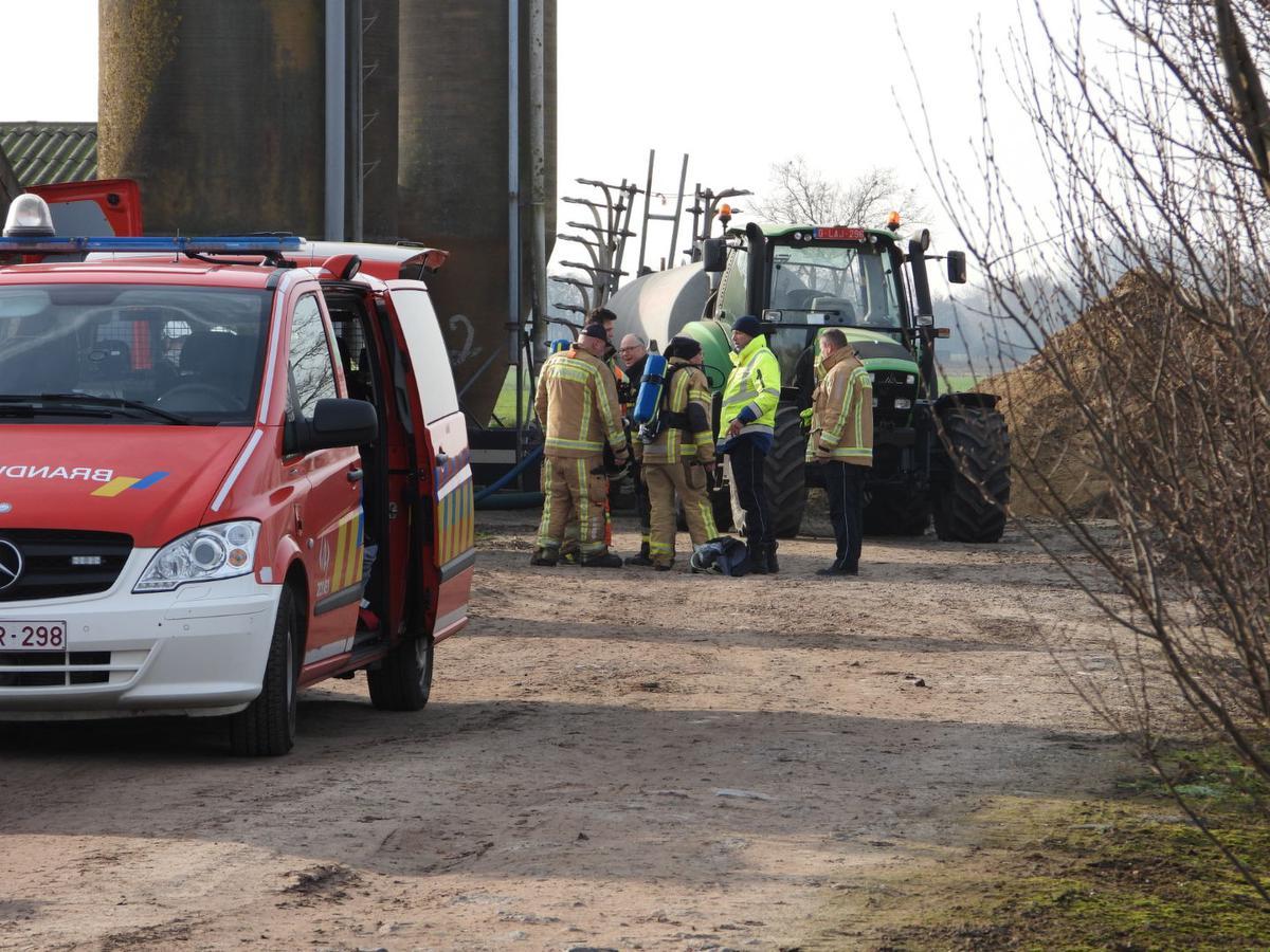 Varkens komen in aalput terecht in Ruddervoorde: speciaal reddingsteam bevrijdt dieren - KW.be